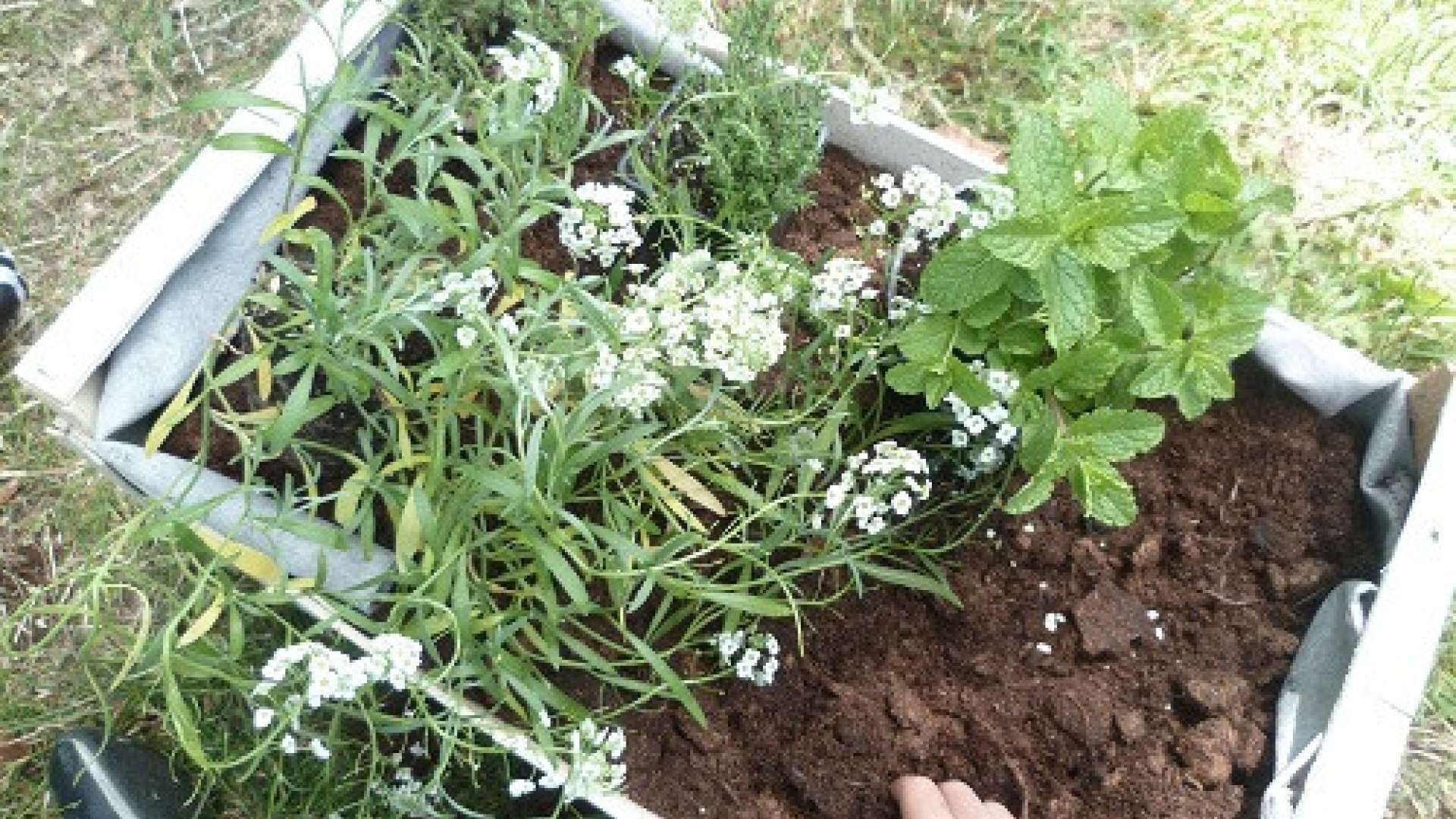 Je jardine en famille, les semis et les plantations de saison | Le Prog