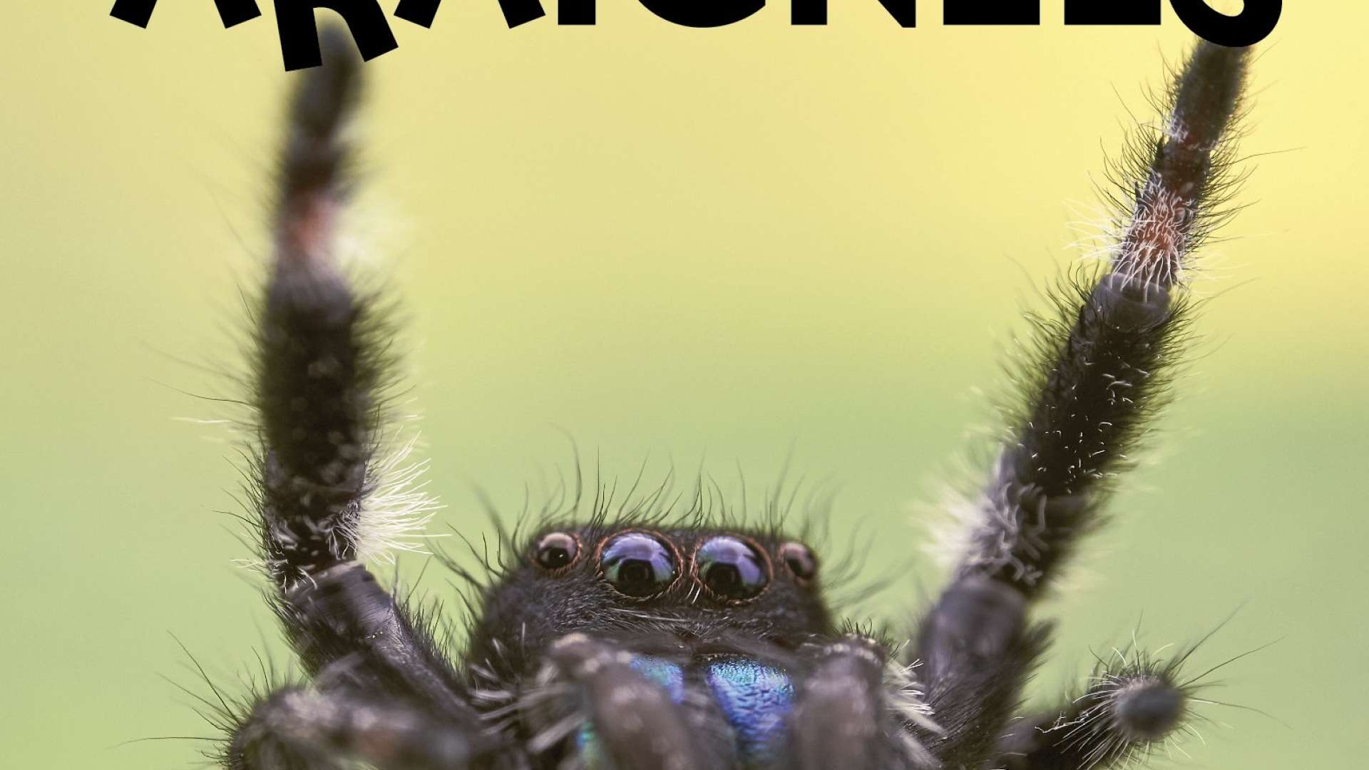 Exposition "Araignées" | Le Prog