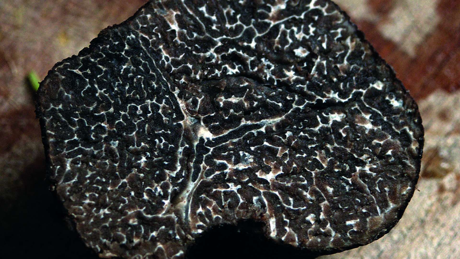 La Petite Histoire... de la truffe | Le Prog